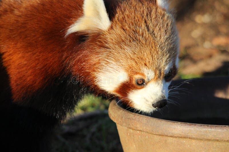 Red Panda stock image. Image of panda, safari, ears, hiding - 49142921