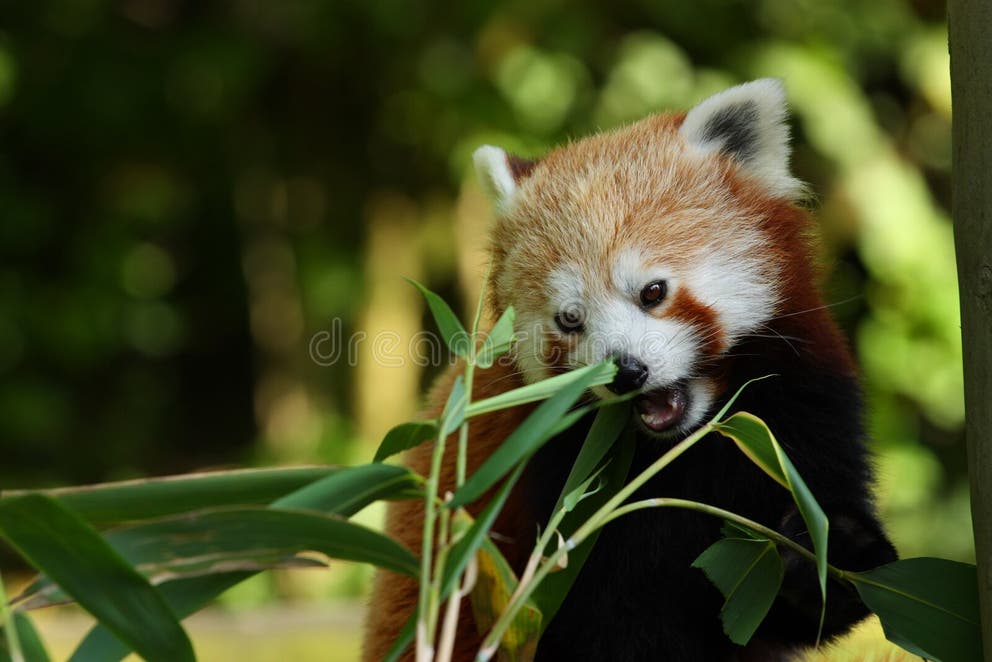 Red panda bamboo bite stock photo. Image of love, bear - 10695128