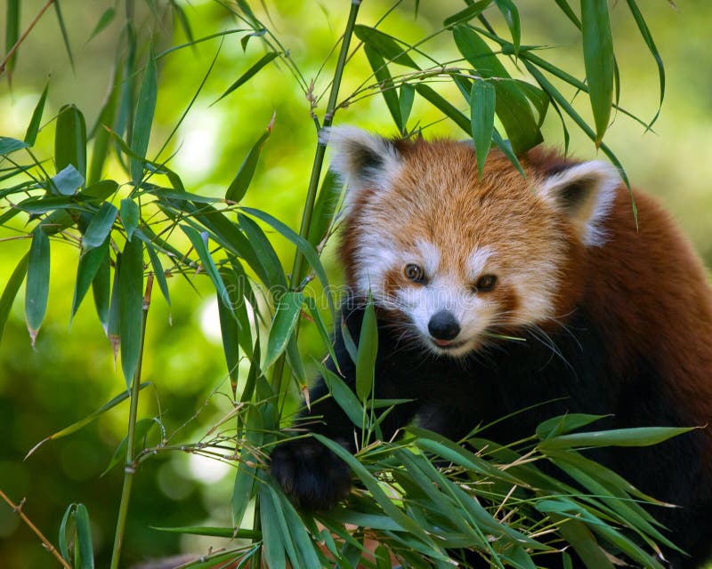 Red panda on bamboo tree stock image. Image of bamboo - 10042177