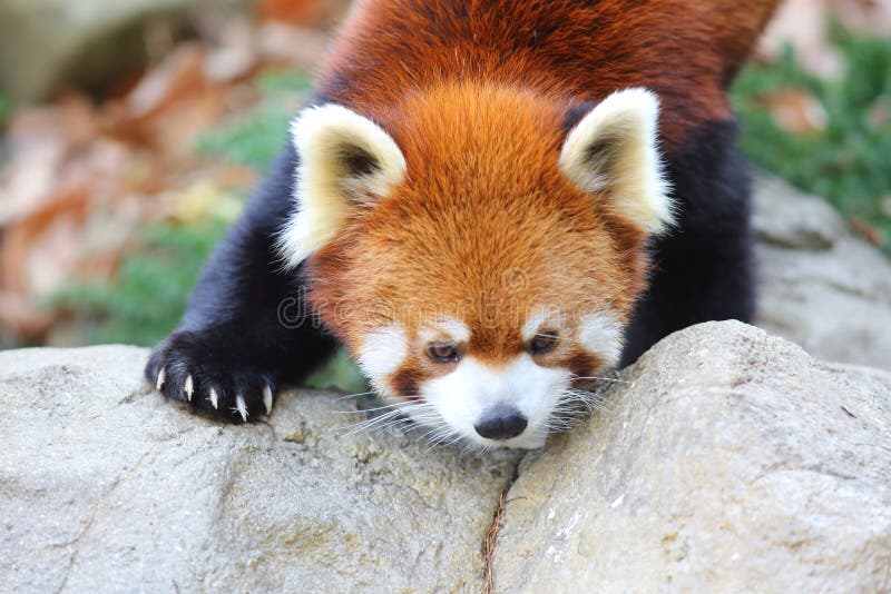 Red panda bear stock photo. Image of carnivore, bear - 63898504
