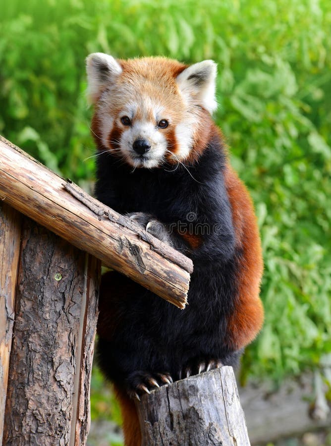 Red panda bear stock photo. Image of cute, habitat, rare - 70199356