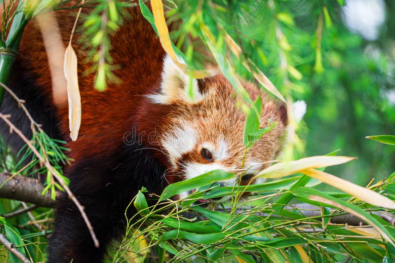 Red Panda Bear Climbing Tree. Close-up of a Rare Red Panda Stock Image ...