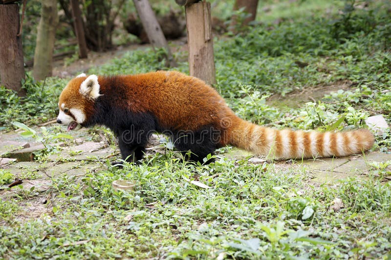 Red Panda Bear, Giant Panda Conservation Center, Chengdu, China Stock ...