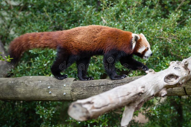 Panda Skin Pattern Texture Repeating Monochrome Texture Animal Prints ...