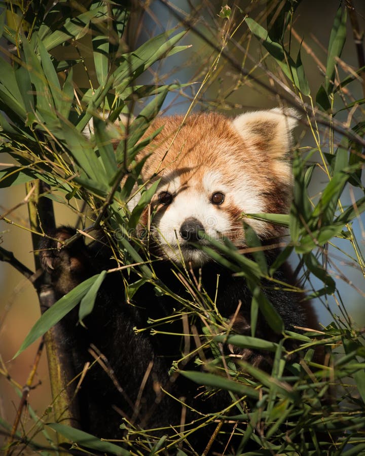 Red Panda behind bamboo stock photo. Image of wildlife - 67151094