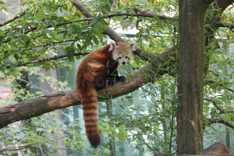 Red Panda on the branch. stock image. Image of striped - 108758513