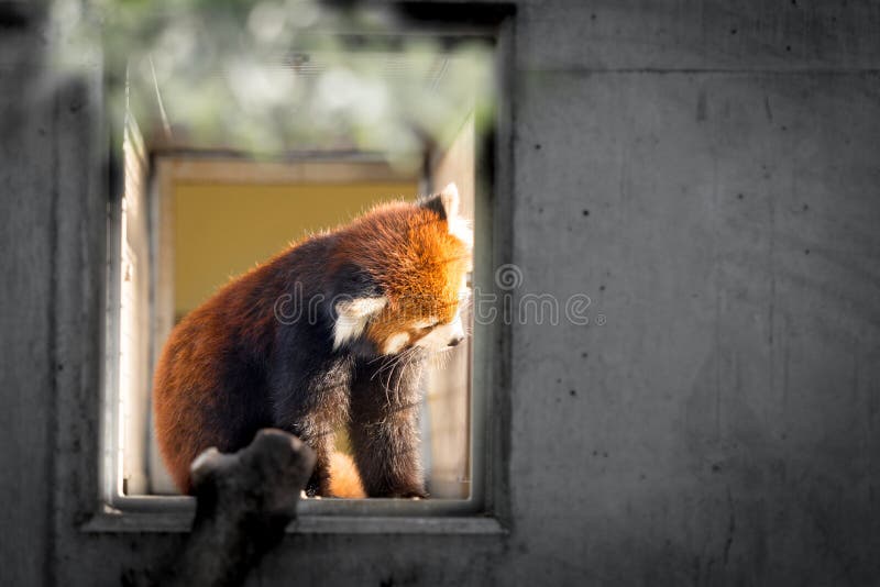 Sad Red Panda