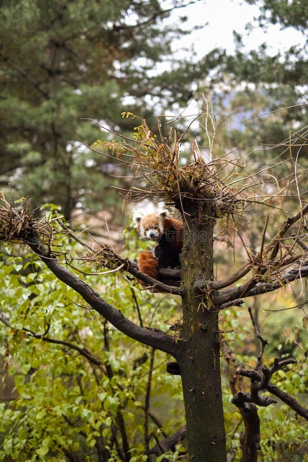 Red Panda in Center Park Zoo Stock Photo - Image of cute, park: 49937720