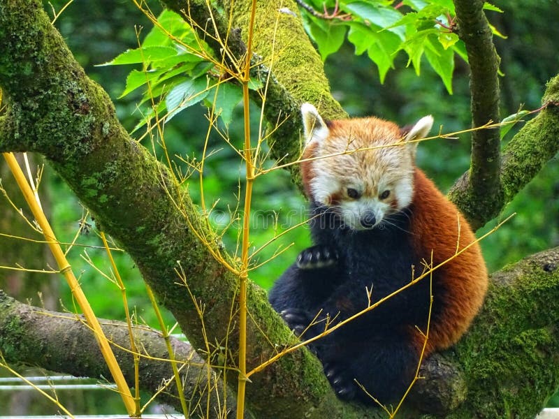 Red Panda Chilling Tree Stock Photos - Free & Royalty-Free Stock Photos ...