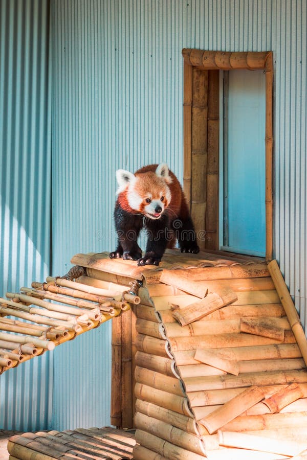Red Panda Climbing Up the Side of Its Enclosure at the John Ball Zoo ...