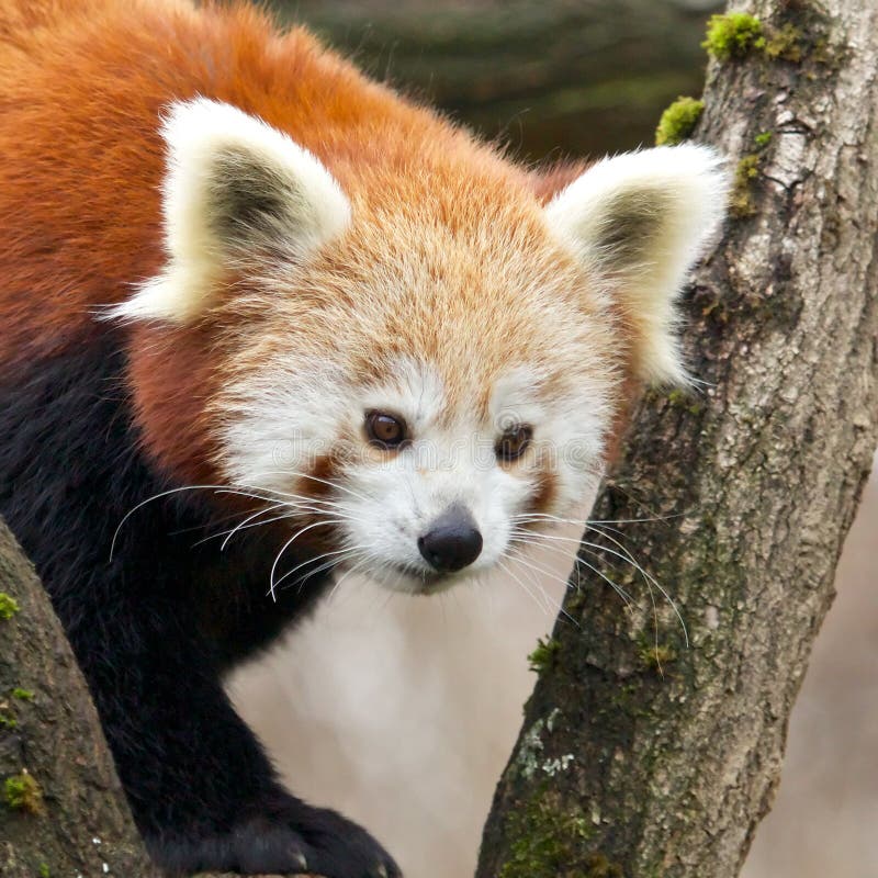 Red Panda climbing down stock photo. Image of mammal - 39167312