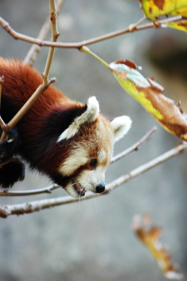 Red Panda Climbing Down Tree Stock Photos - Free & Royalty-Free Stock ...