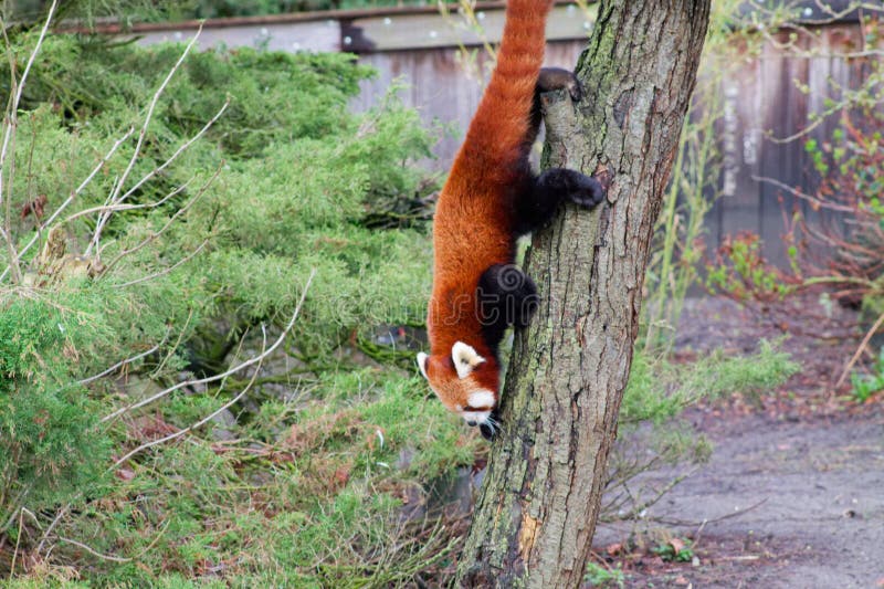 Red Panda Climbing Down a Tree Stock Photo - Image of portrait, young ...