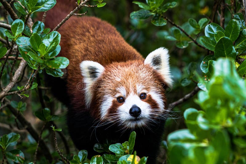 Red Panda Climbing through a Tree Looking for Something, Very Cute ...