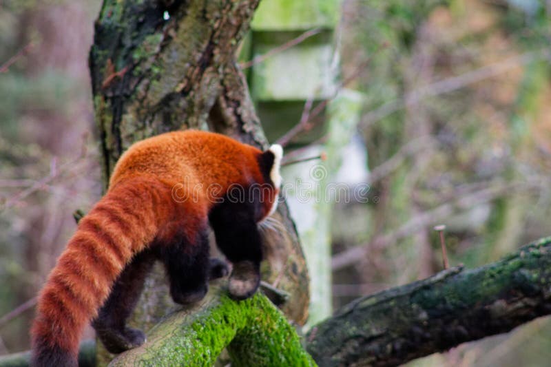 Red Panda Climbing a Tree stock photo. Image of portrait - 372566684