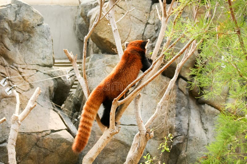 Red panda climbing on tree stock photo. Image of curious - 60335482