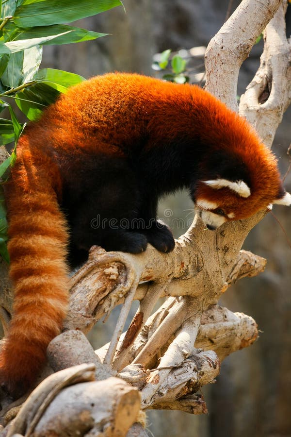 Red panda climbing on tree stock image. Image of curious - 61938567