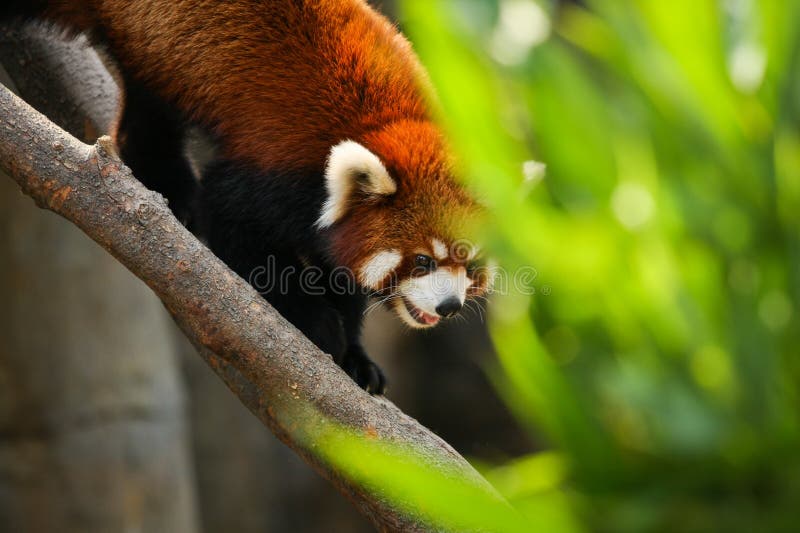 Red panda climbing on tree stock photo. Image of lesser - 61938642