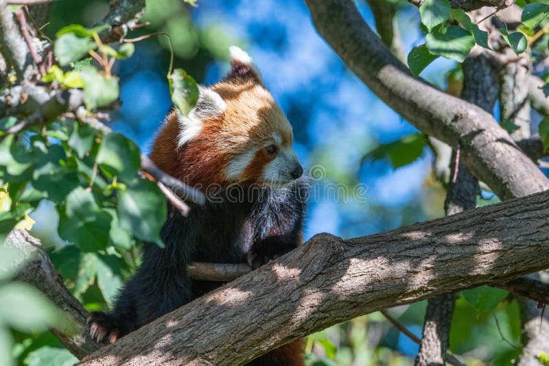 Red Panda Climbing Up a Tree Stock Photo - Image of small, animal ...