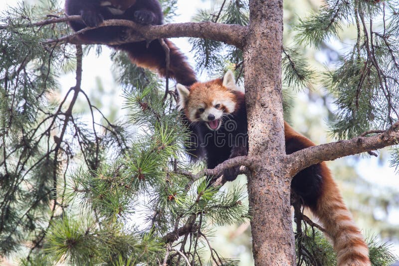 Red Panda Climbing Up a Tree Stock Photo - Image of wild, growth: 197920762