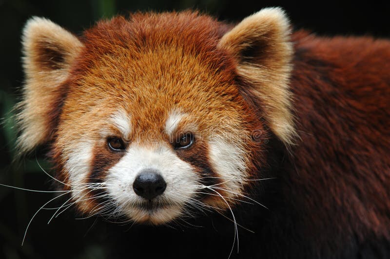Red panda close up stock photo. Image of endangered, face - 10652028