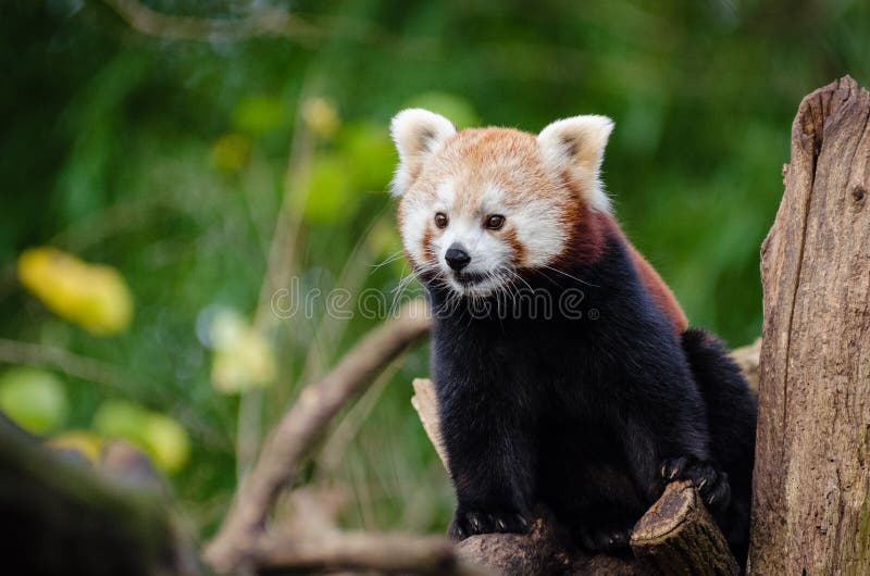 Red Panda In Close Up Picture. Image: 89304405