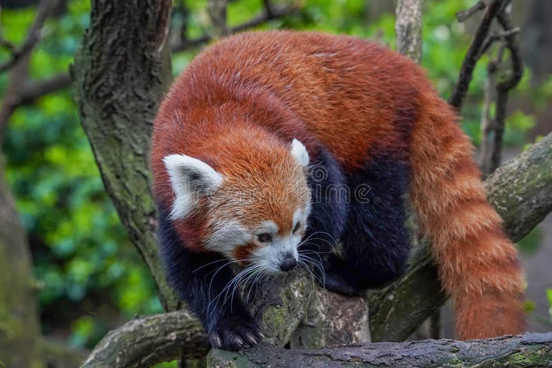 Red Panda Close Up Portrait Stock Image - Image of male, mammal: 263758731