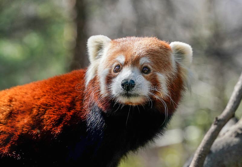 Red Panda Close Up Portrait Stock Image - Image of male, mammal: 263758731