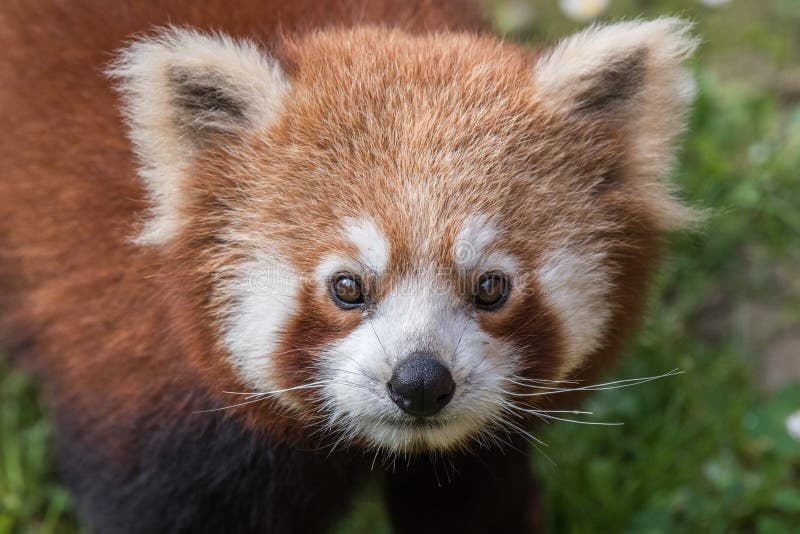 Red Panda Close Up Portrait Stock Photo - Image of fulgens, tree: 71209882