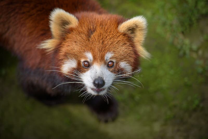 Red Panda Looking Surprised Stock Image - Image of curious, standing ...