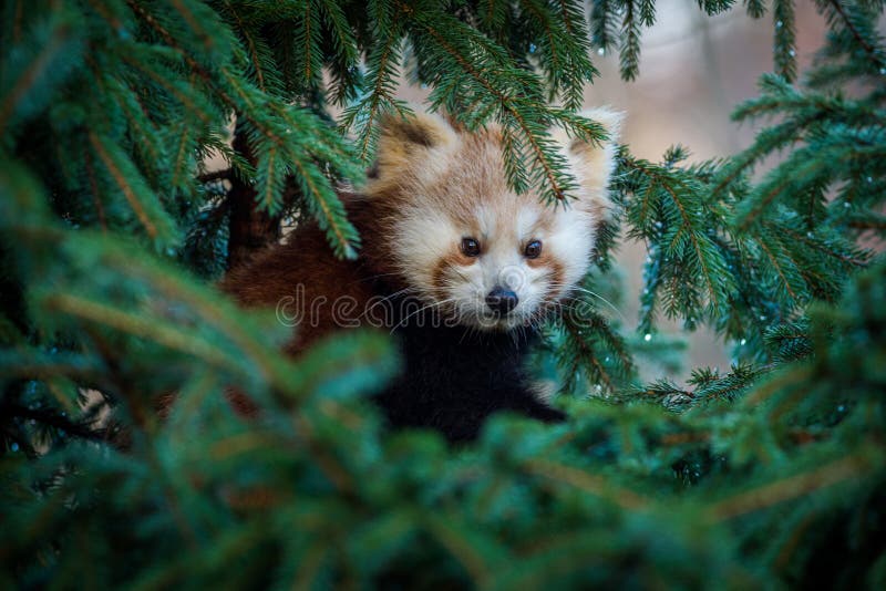 Red Panda in Coniferous Tree Stock Photo - Image of bhutan, nature ...