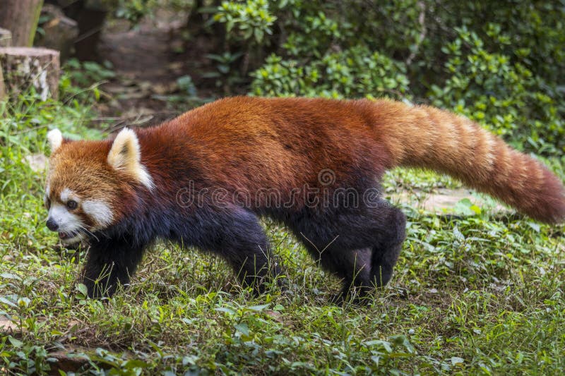 Red Panda in the Panda Conservation Center in Chengdu, China. Editorial ...