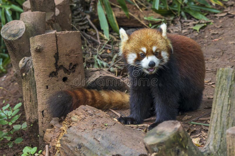 Red Panda in the Panda Conservation Center in Chengdu, China. Editorial ...