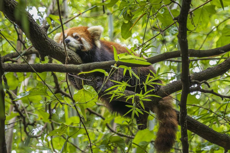 Red Panda in the Panda Conservation Center in Chengdu, China. Editorial ...