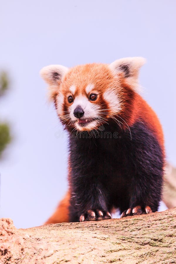 Red Panda stock photo. Image of bear, fluffy, animal - 32064090