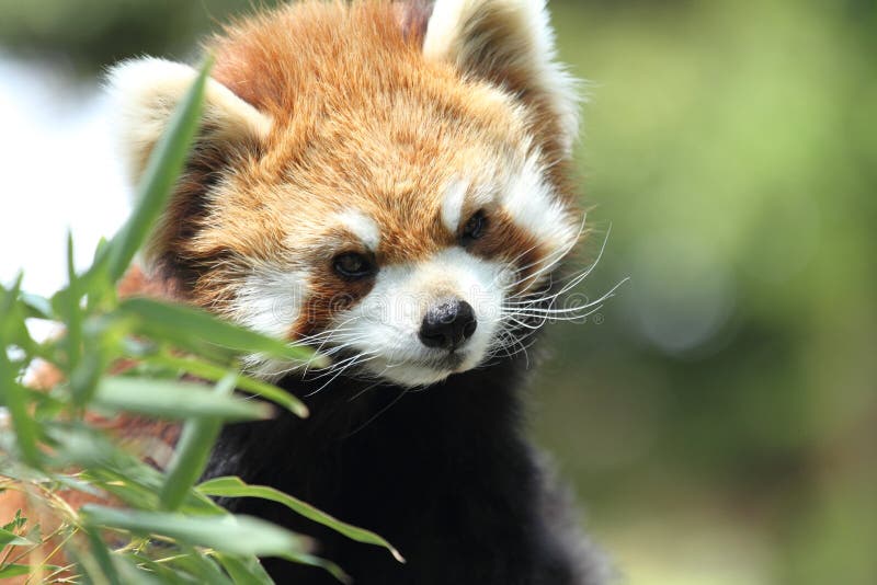 Red panda stock image. Image of panda, lesser, blue, creature - 91354995
