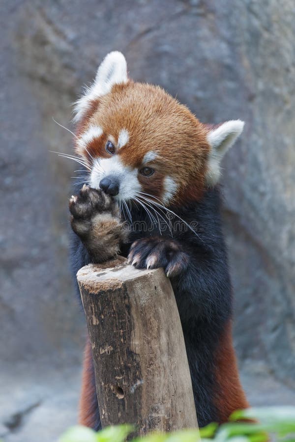 Red Panda stock image. Image of endemic, tail, small - 42929935