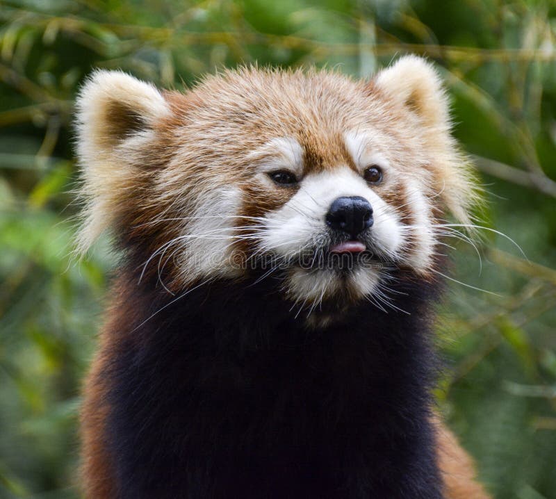 Red Panda stock photo. Image of brown, small, eyes, mammal - 317780352