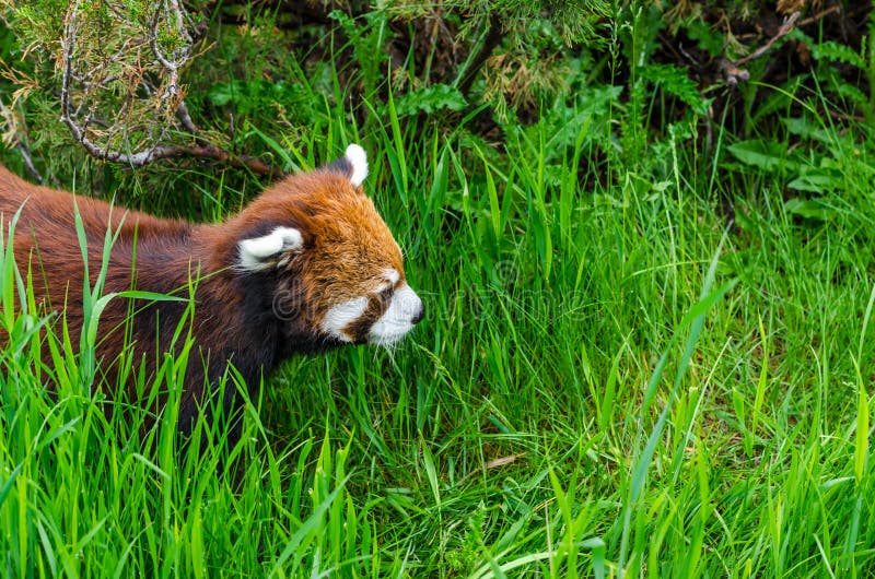 Red Panda stock photo. Image of foraging, china, black - 43759430