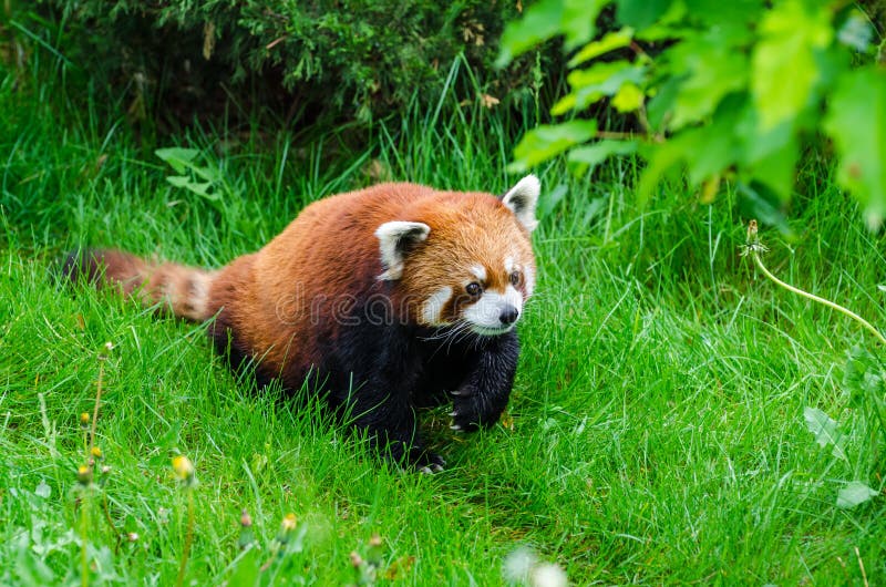 Red Panda stock photo. Image of bear, china, black, cuddly - 43759542