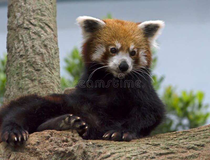 Red Panda stock photo. Image of tongue, brown, furry - 45544270