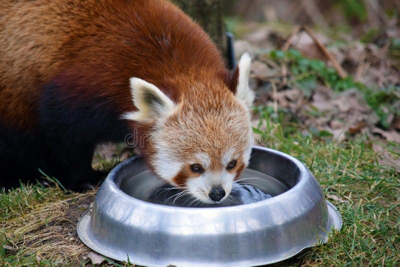 Red panda drinking stock image. Image of wildlife, nature - 19271785