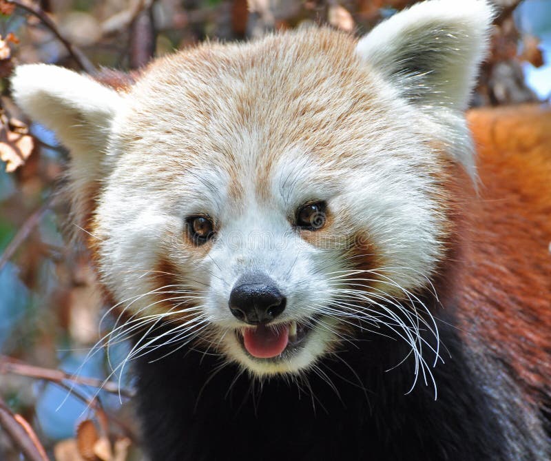 Red Panda at Dublin Zoo stock image. Image of tourism - 15916589