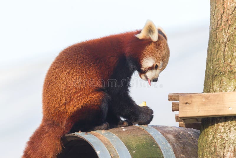 Red panda eating a apple stock image. Image of panda - 111618265