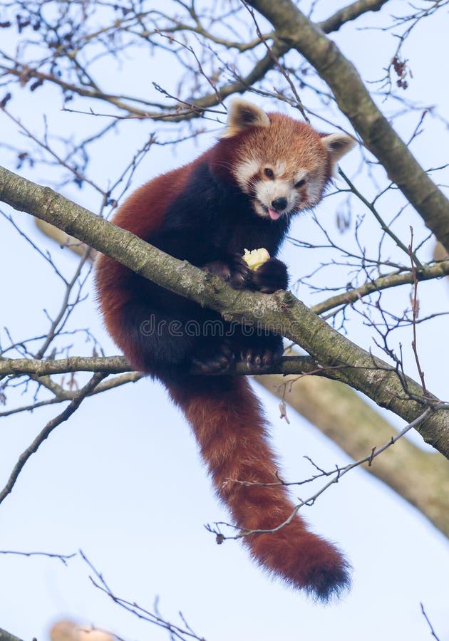 Red panda eating a apple stock photo. Image of outdoors - 111618264