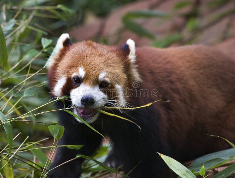 Red Panda Eating Bamboo stock photo. Image of food, cuddly - 7479524