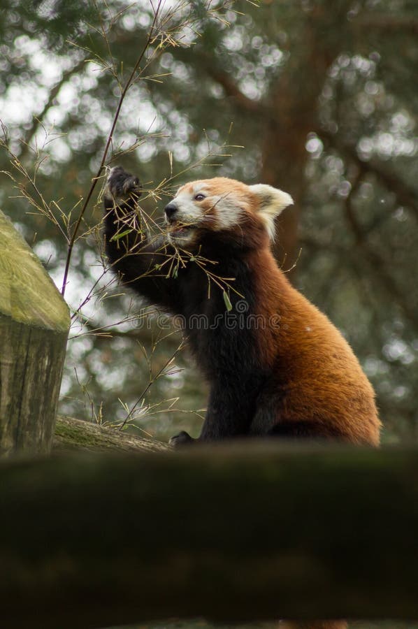 Red panda eating stock photo. Image of shaggy, fulgens - 95153540