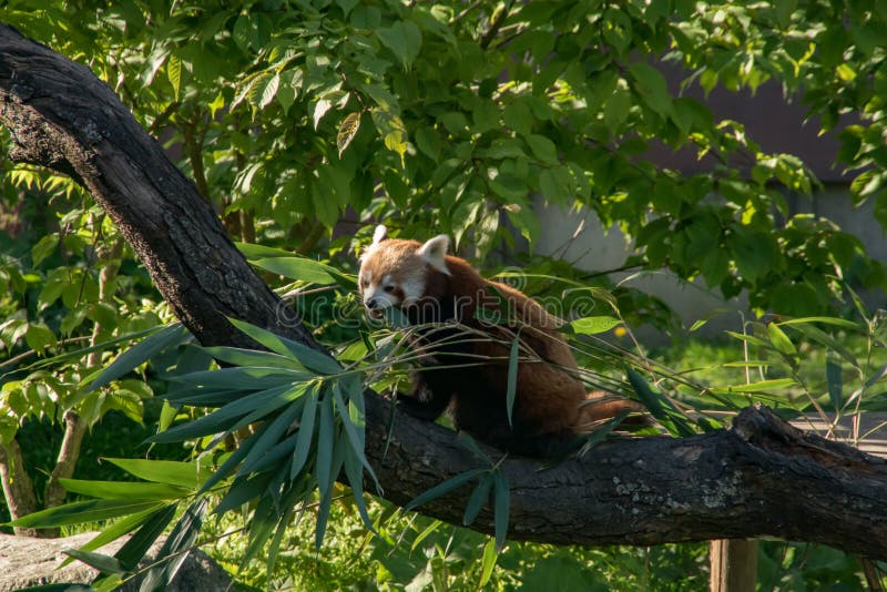 Red panda stock image. Image of wildlife, panda, bamboo - 259630955