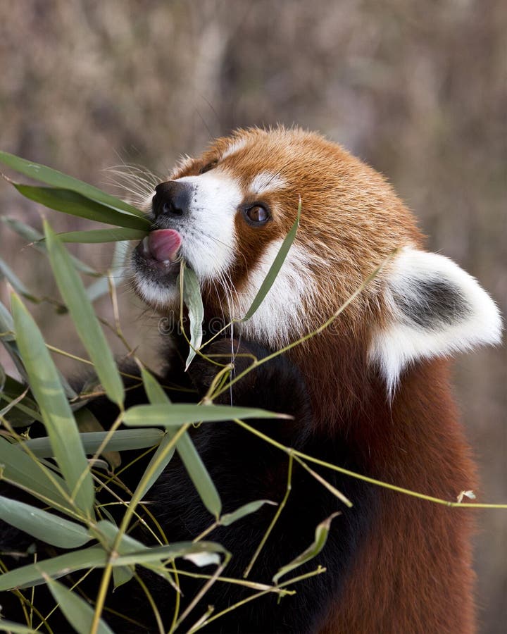 Red panda eating stock photo. Image of climber, environment - 49470382