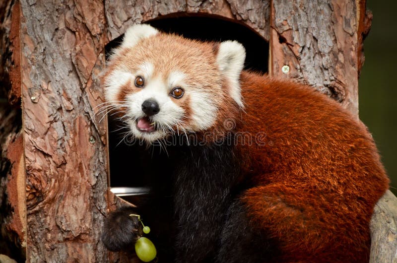 Red panda stock photo. Image of food, animals, wildlife - 38552598